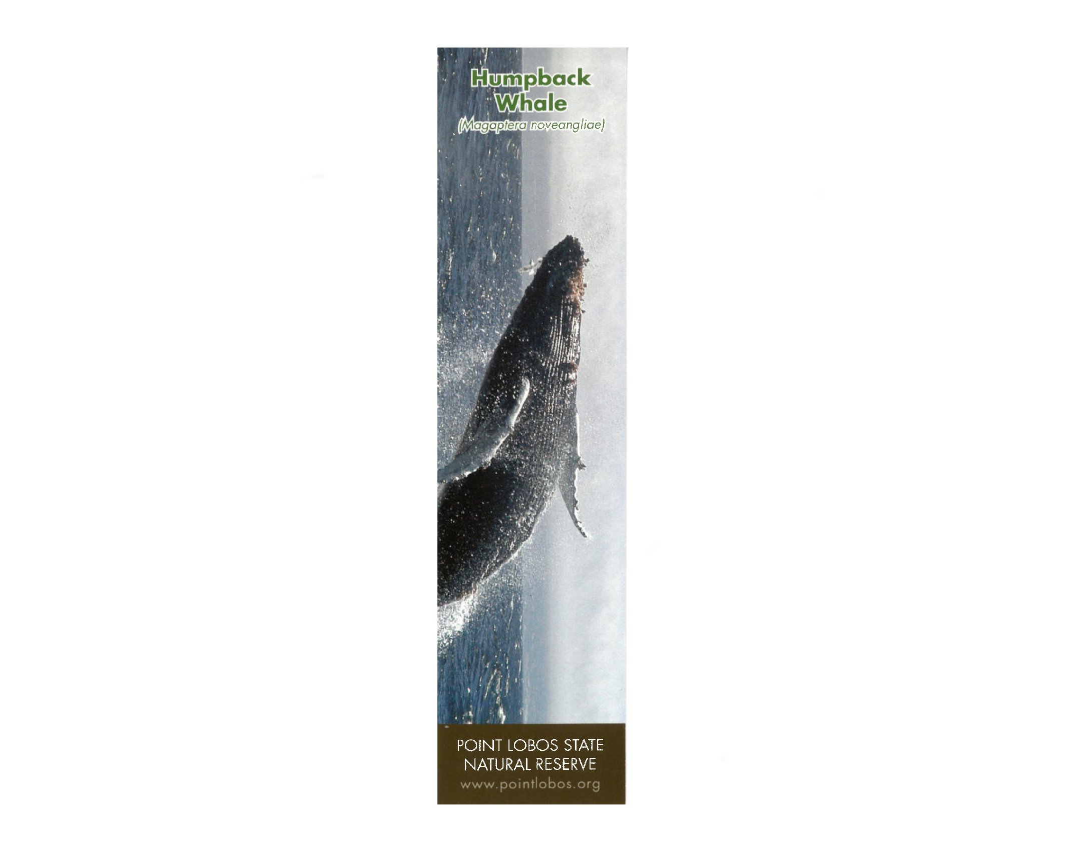 Humpback Whale Bookmark | Point Lobos Foundation